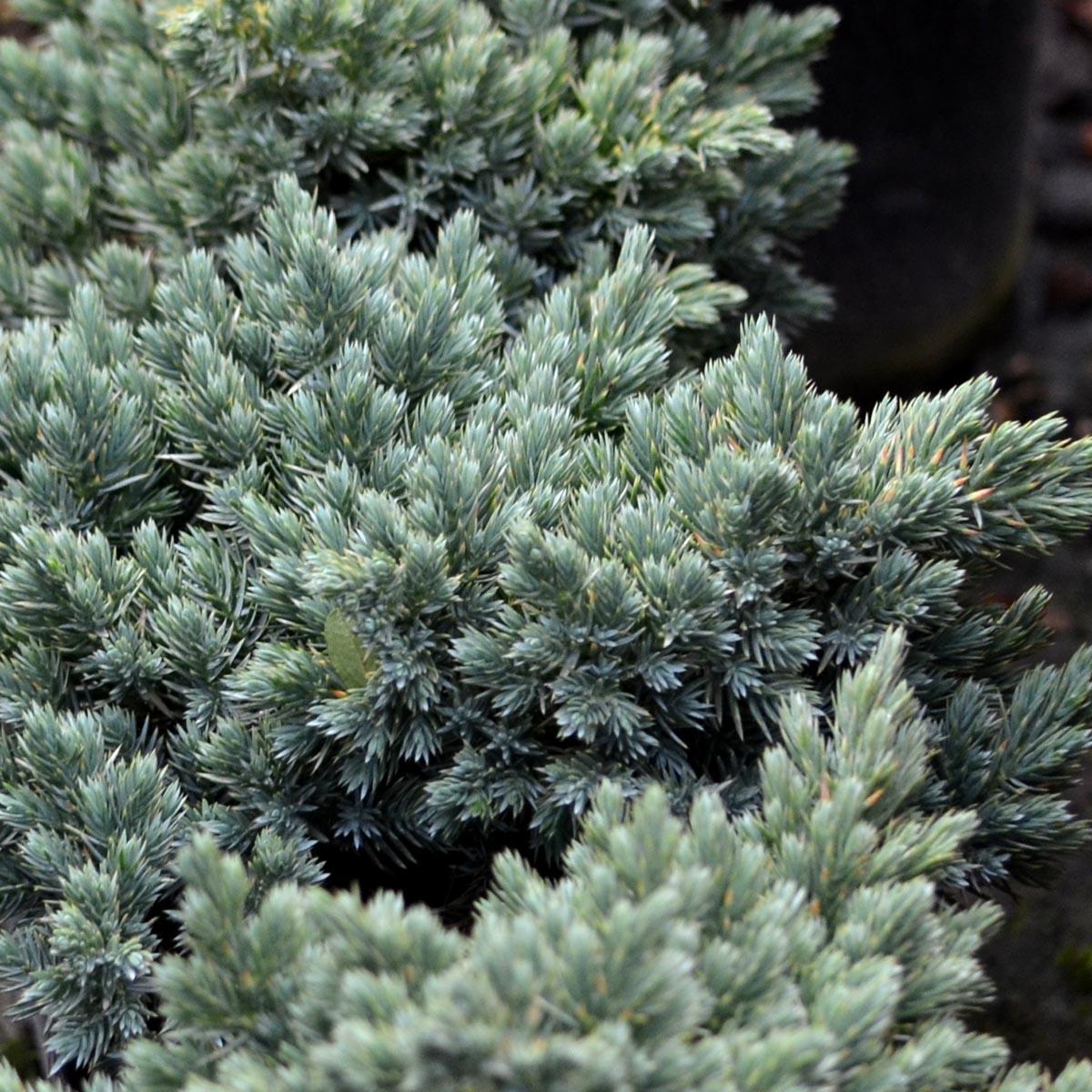 Juniperus squamata Blue Star - Genévrier écailleux du Népal à feuillage ...