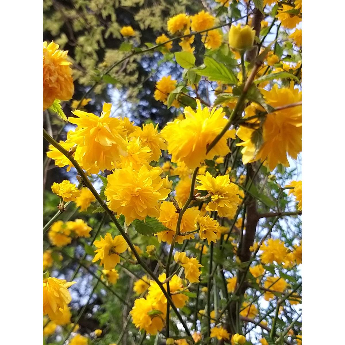 Kerria Japonica Pleniflora - Corête du Japon à fleurs doubles jaune orangé