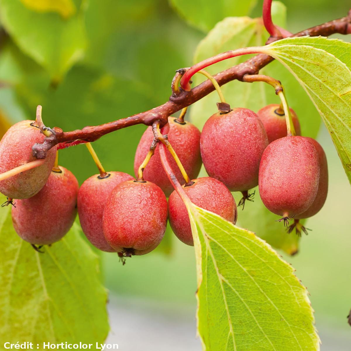 Kiwi ou Kiwai de Sibérie Ken's Red - Actinidia arguta femelle