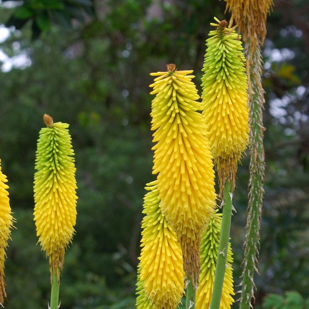 Kniphofia citrina - Tison de Satan ou Tritoma aux fleurs jaunes