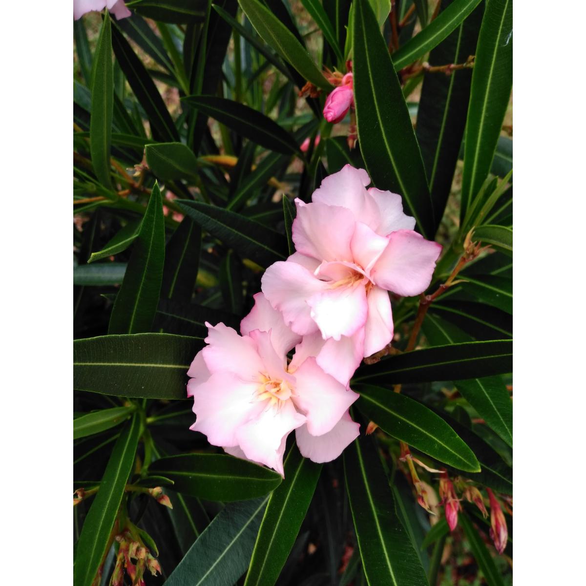 Laurier rose Provence - Nerium oleander - Arbuste persistant à grandes ...