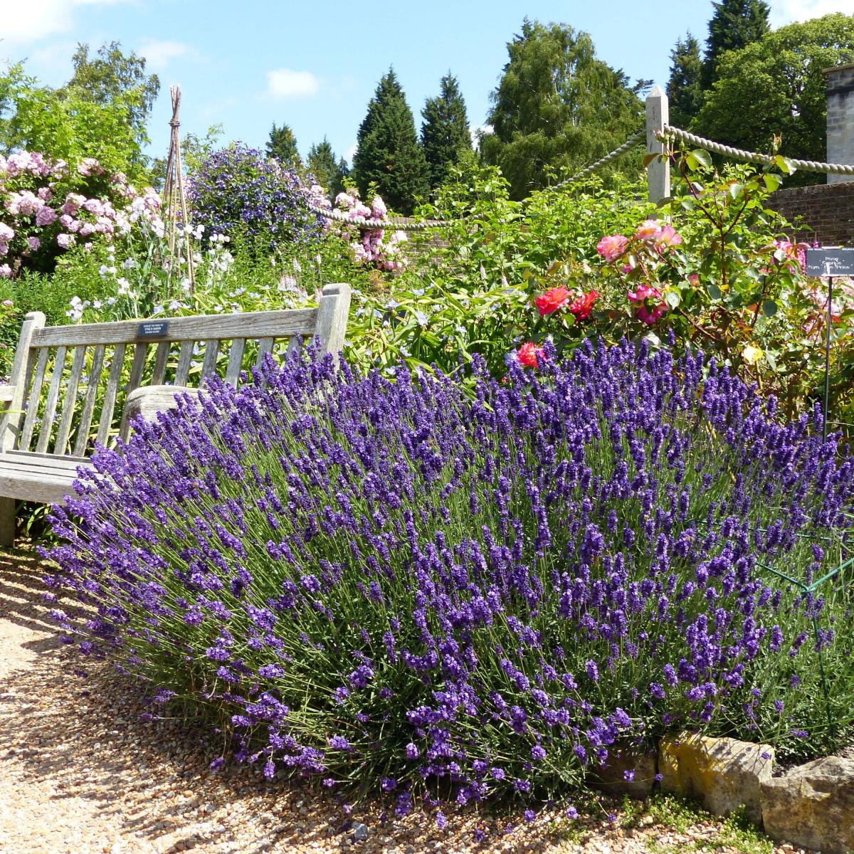 Lavande Hidcote - Lavandula angustifolia naine à épis bleu violet