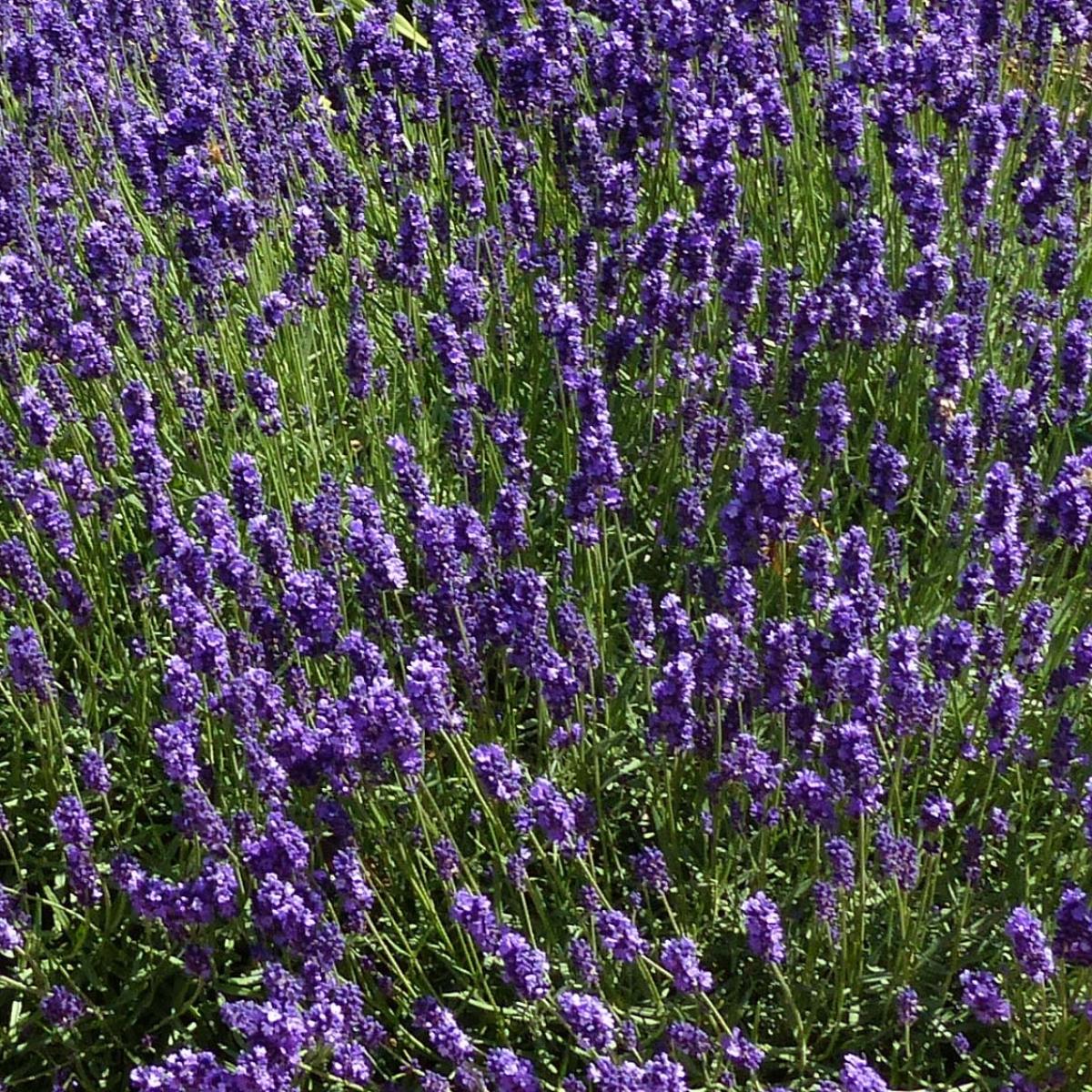 Lavande Hidcote - Lavandula angustifolia naine à épis bleu violet