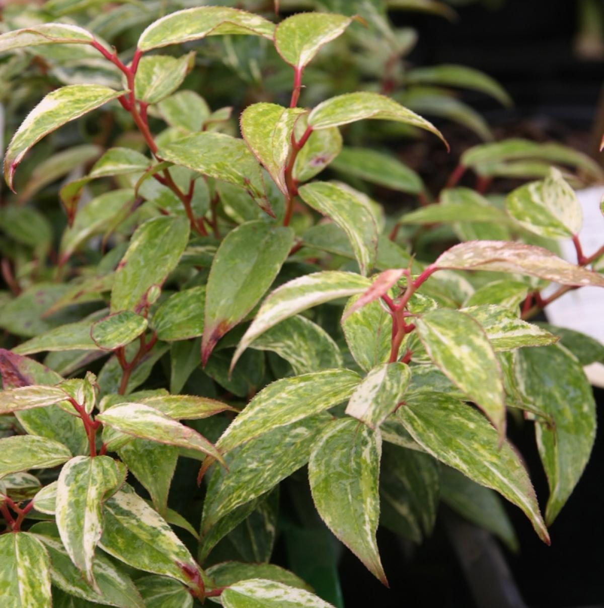Leucothoe fontanesiana Makijaz - Fleur de perle à feuillage vert moucheté