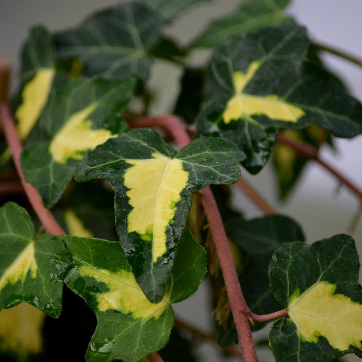 Hedera helix Goldheart - Lierre commun vert foncé panaché de jaune d'or