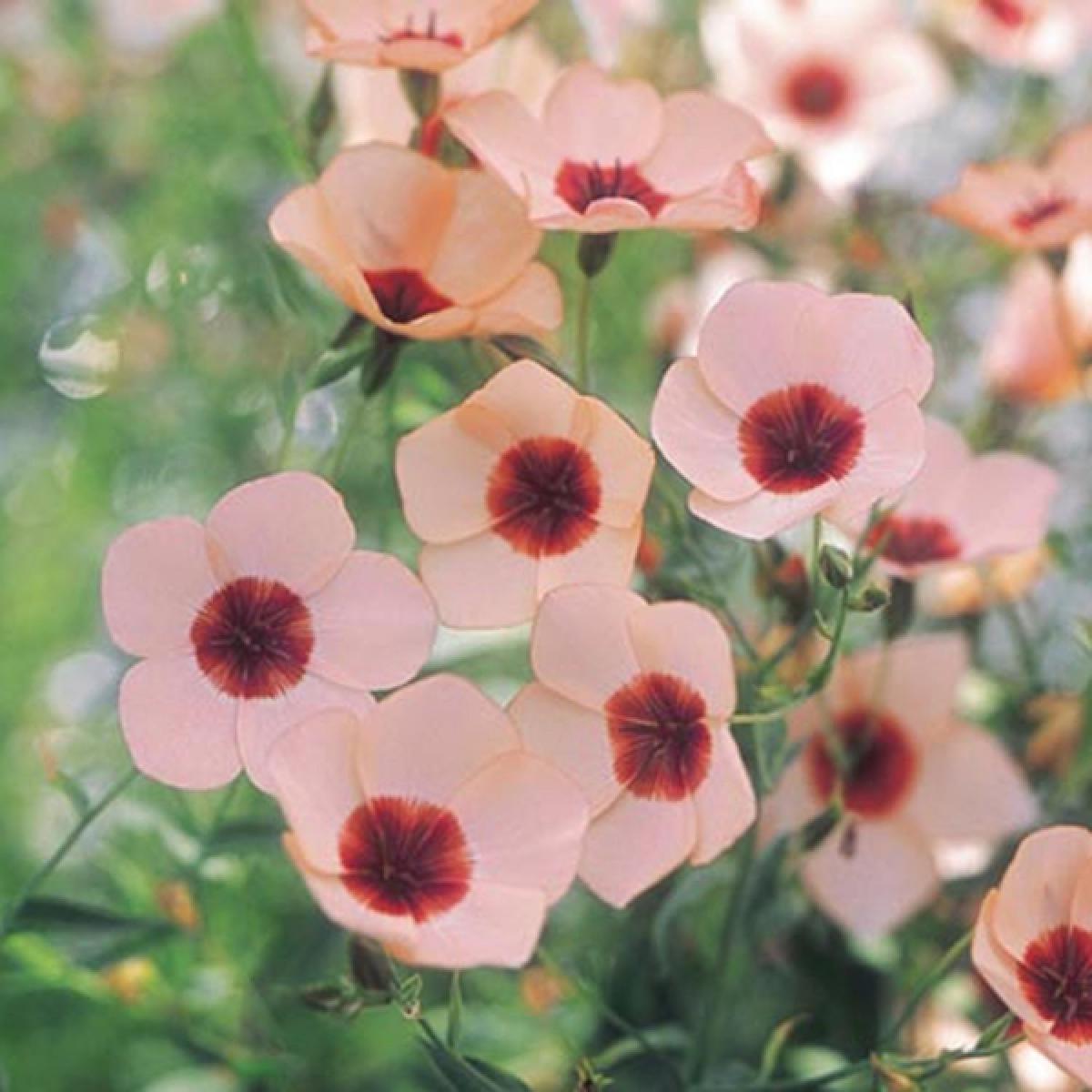 Linum grandiflorum Charmer Salmon - Lin à grandes fleurs - Plante ...