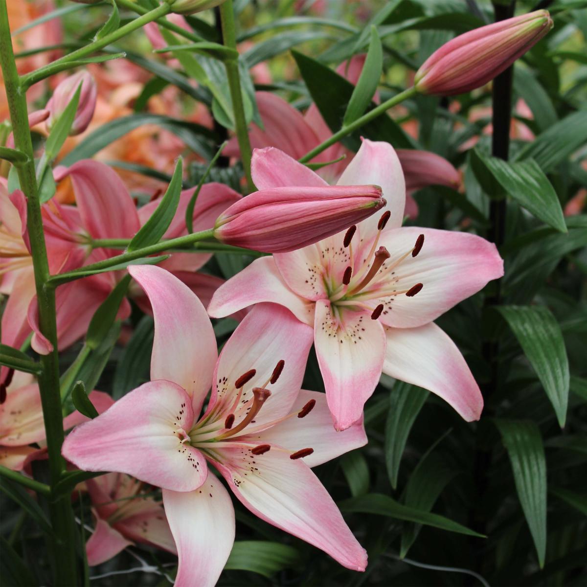 Lilium Rosella's Dream - Lis asiatique à fleurs ivoire brossées de rose ...