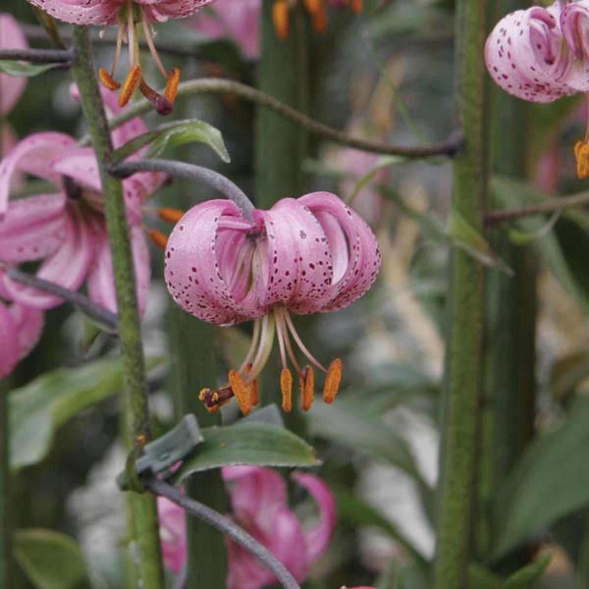 Lis martagon - Lilium martagon - Lys botanique - Un lis de nos ...