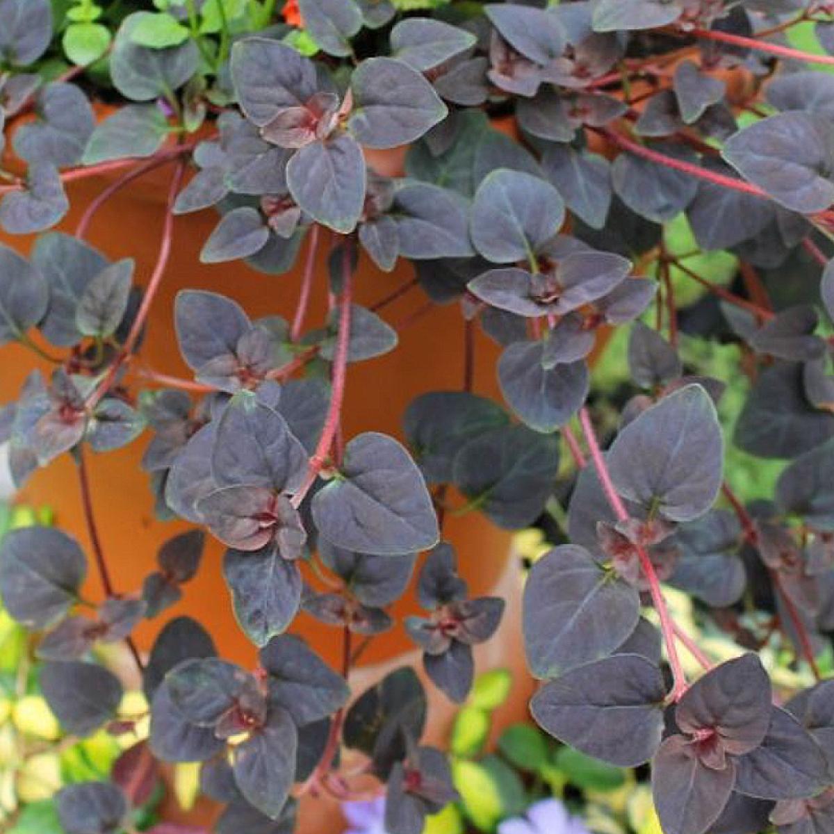 Lysimachia congestiflora Persian Chocolate - Lysimache couvre-sol à ...