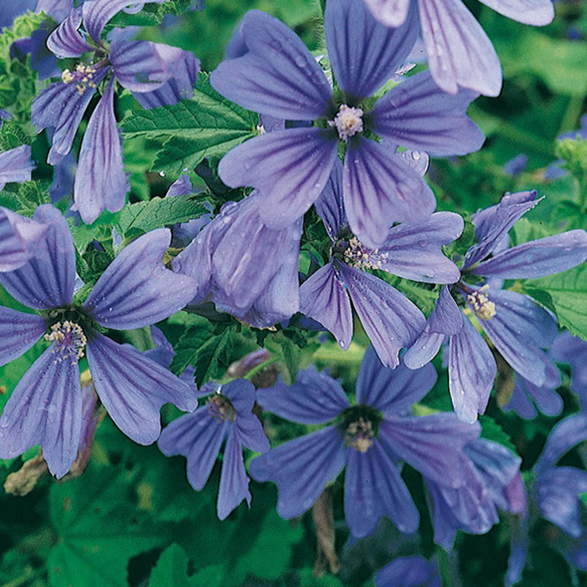 Malva sylvestris Primley Blue - Mauve sylvestre - Petite vivace ou ...