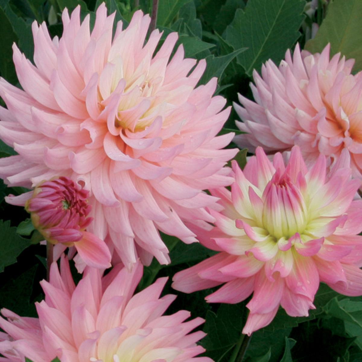 Dahlia Melody GipsyDahlia Cactus à grandes fleurs rose tendre de 15cm.