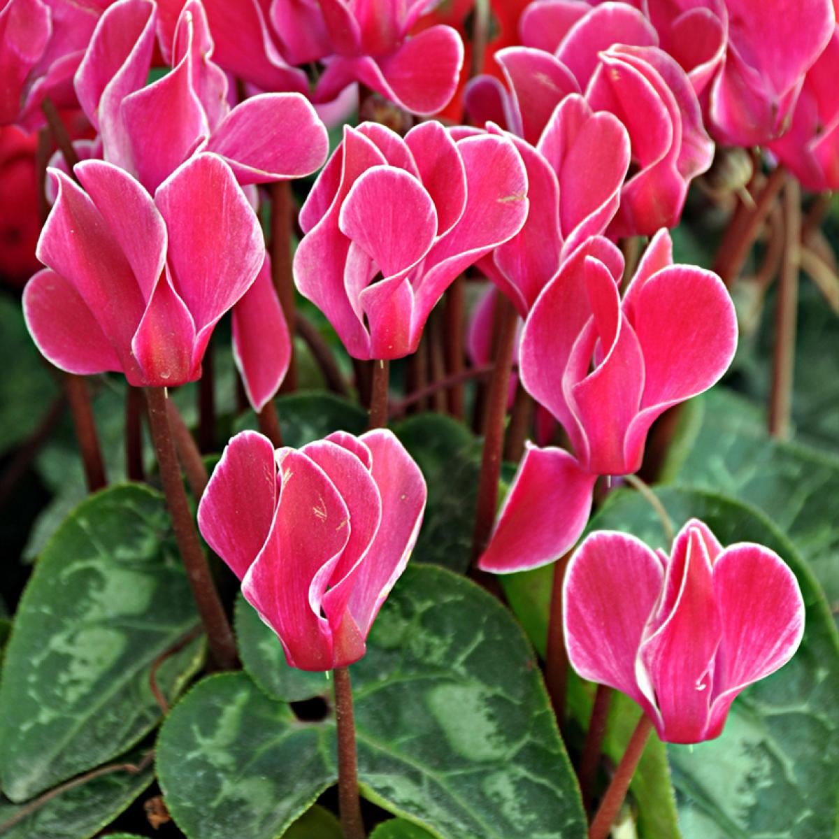 Mini Cyclamen Bisou Magenta - Variété compacte aux fleurs flammées magenta, feuilles argentées