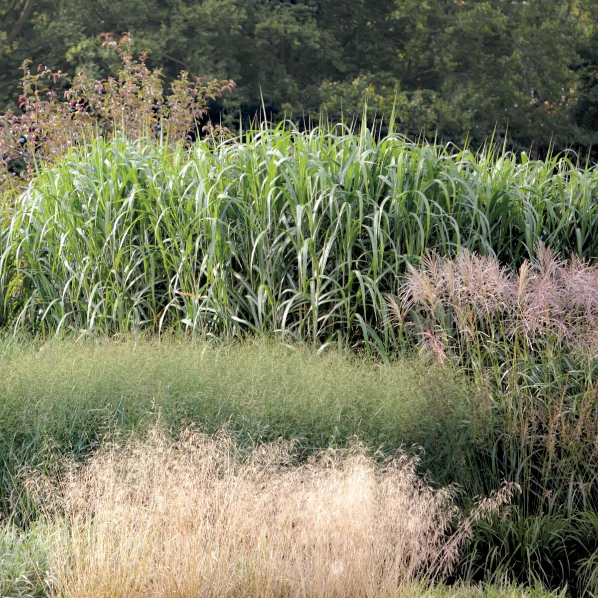 Miscanthus giganteus - Herbe à éléphant - Graminée géante