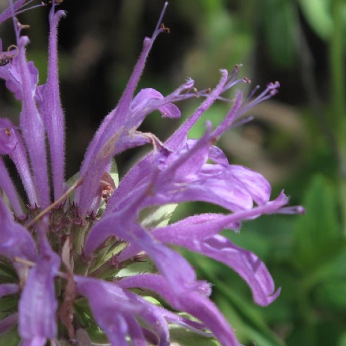 Monarde fistuleuse - Monarda fistulosa menthifolia - Bergamote sauvage