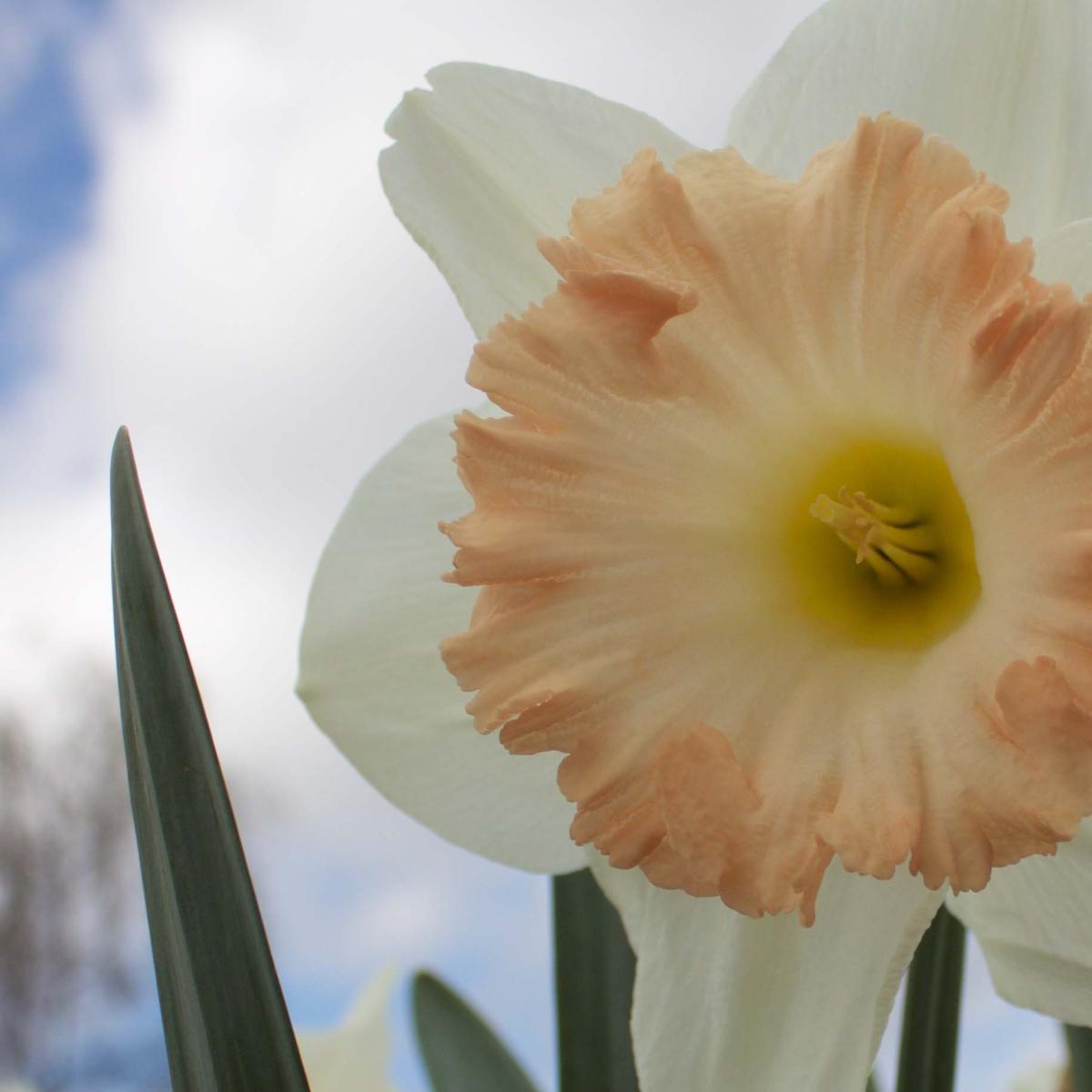 Narcissus British Gamble - Narcisse à grande couronne rose et corolle ...