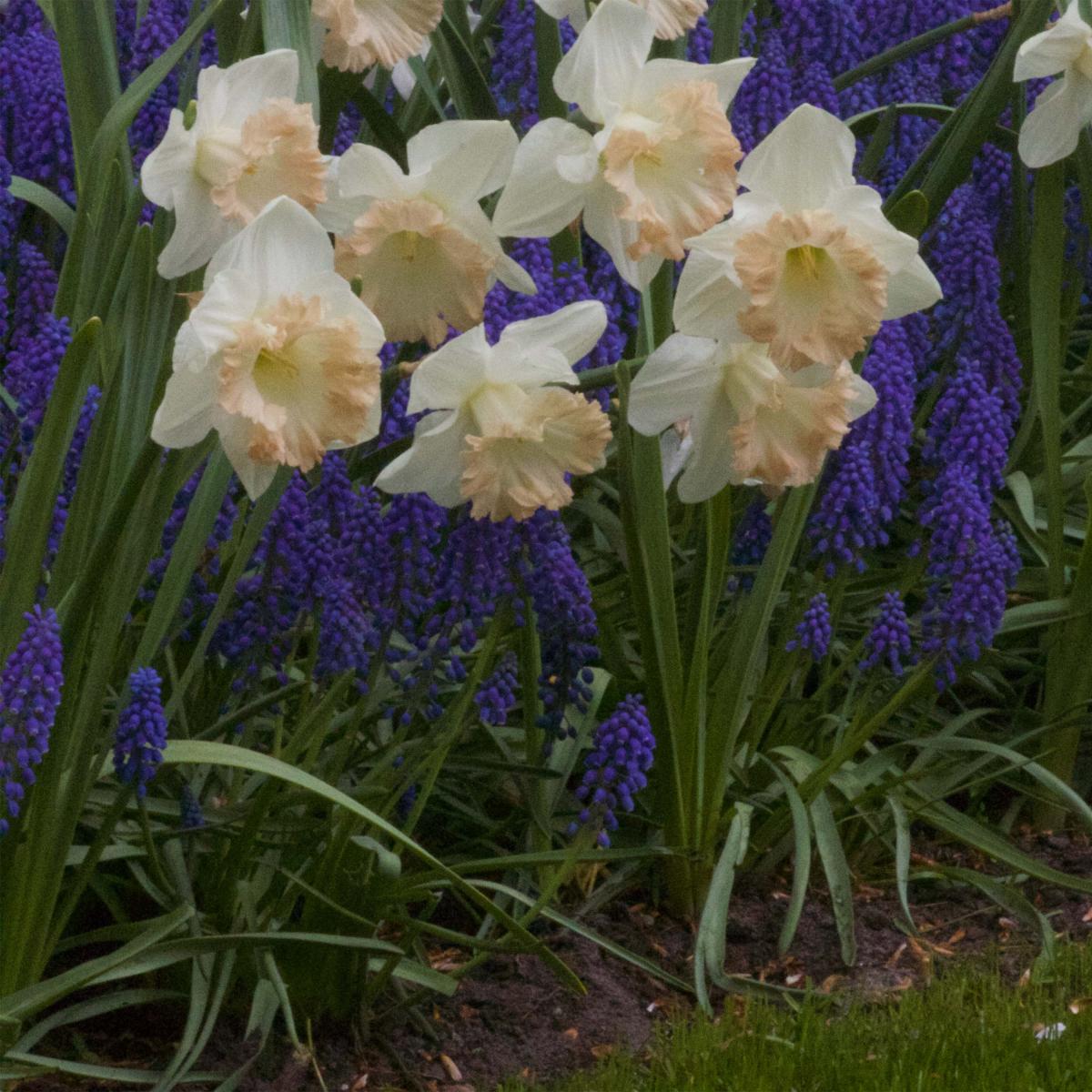 Narcissus British Gamble - Narcisse à grande couronne rose et corolle ...
