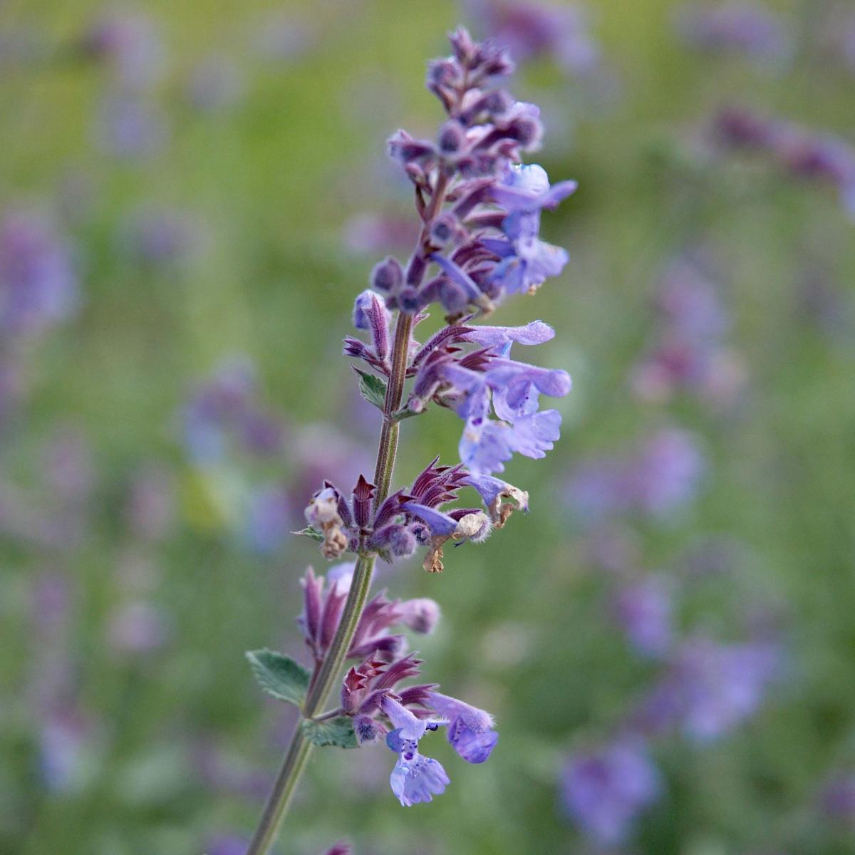 Nepeta faassenii Six Hill Giant - Herbe aux chats - Vivace aromatique bleu lavande