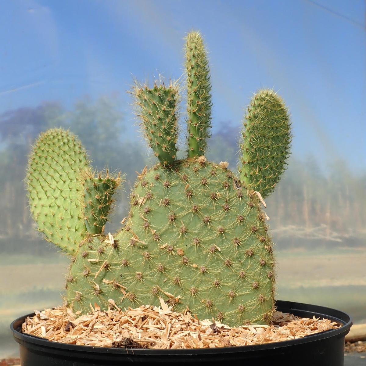 Opuntia scheeri - Un superbe cactus raquette très rustique
