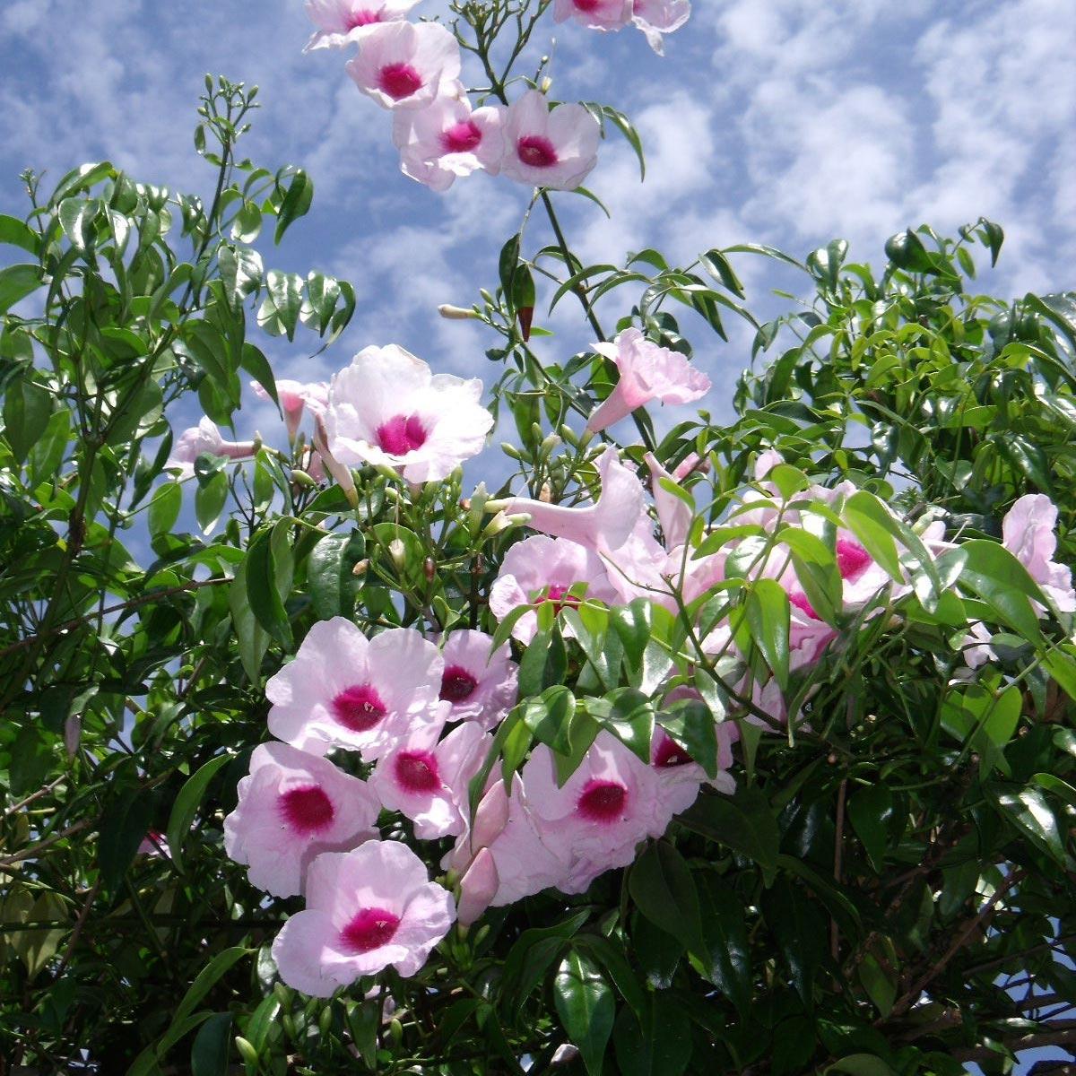 Pandorea jasminoïdes Rosea - Bignone faux jasmin aux fleurs roses