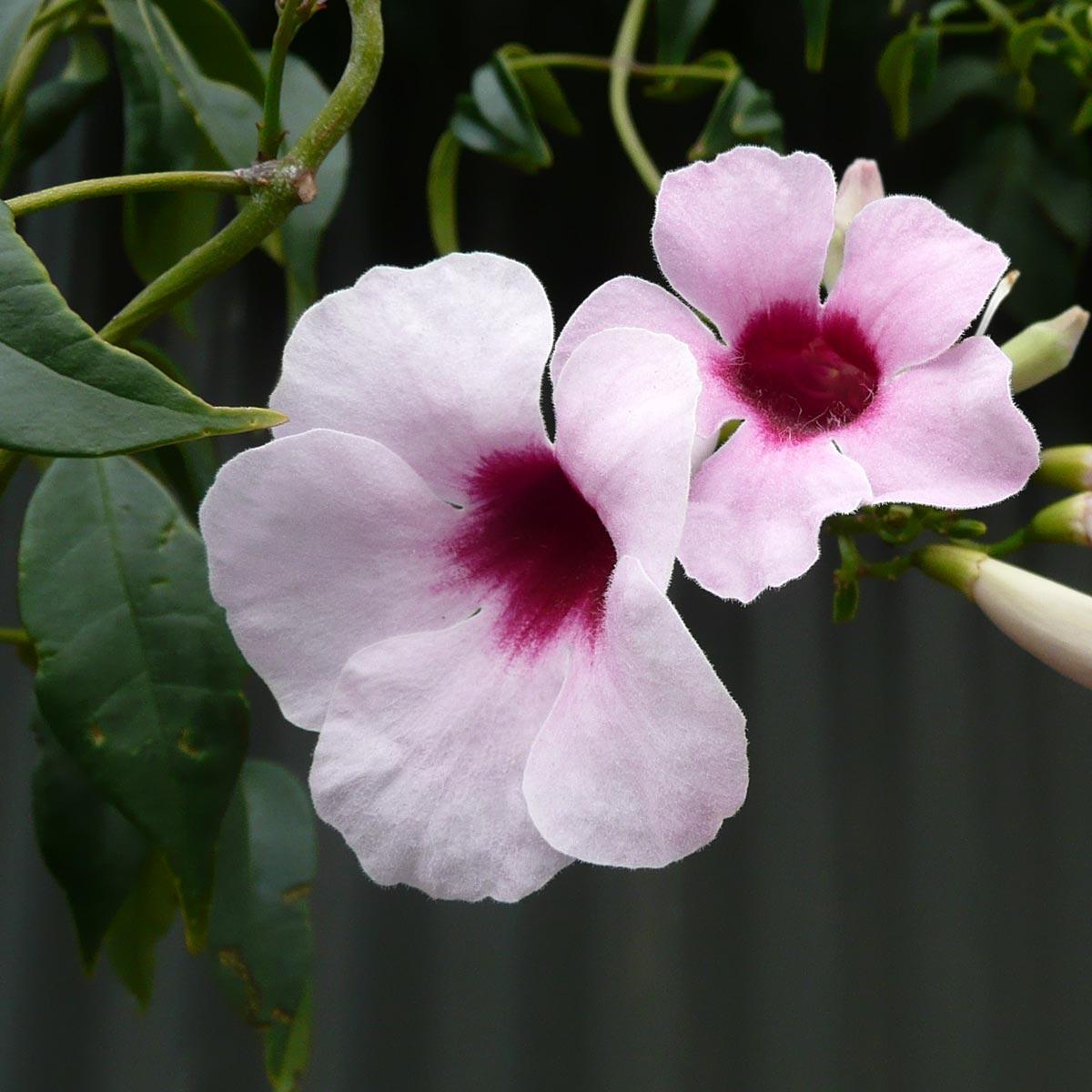 Pandorea jasminoïdes Rosea - Bignone faux jasmin aux fleurs roses