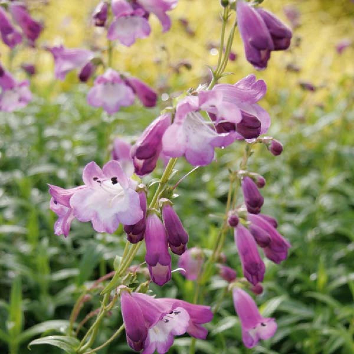 Penstemon Alice Hindley - Galane - Vivace aux fleurs lilas à gorge blanche
