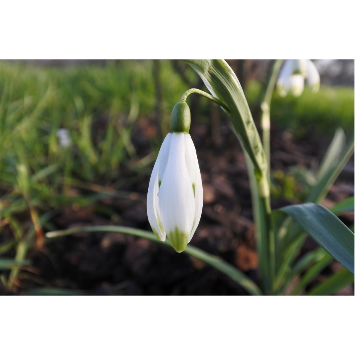Perce-neige - Galanthus nivalis Viridi-Apice - Variété robuste, aux ...