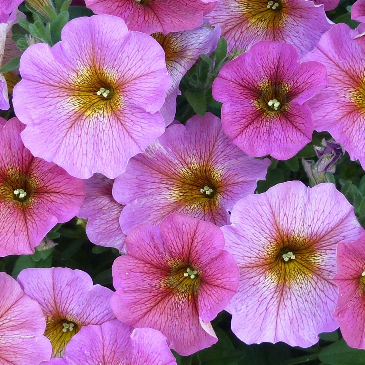 Petchoa hybrida BeautiCal Sunray Pink - Pétunia compact à grandes ...