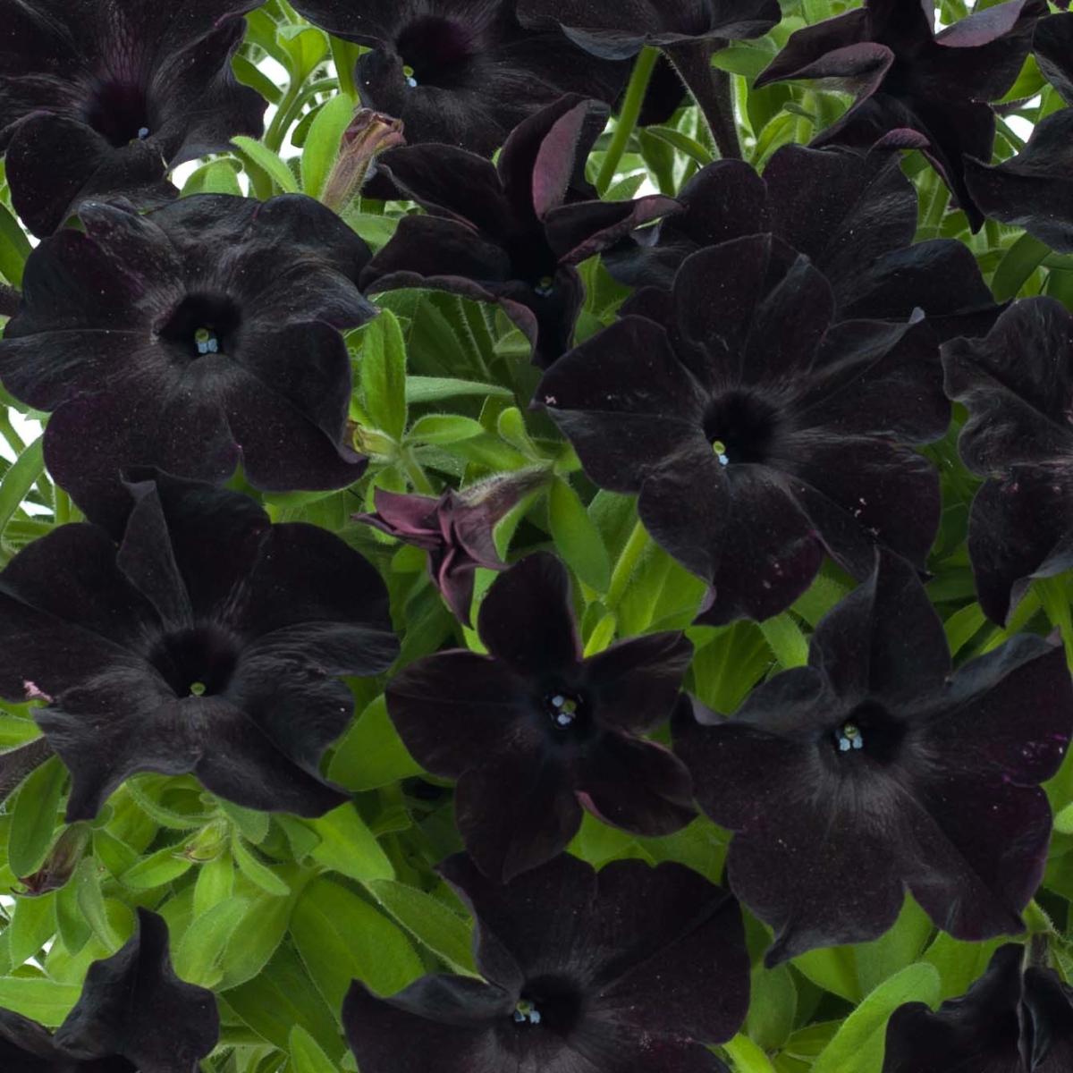 Petunia Black Ray - Pétunia hybride à grandes fleurs très noires.
