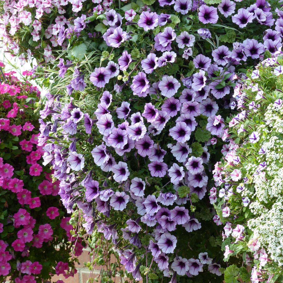 Le Pétunia Supertunia Bordeaux, une hybride aux fleurs simples violet ...