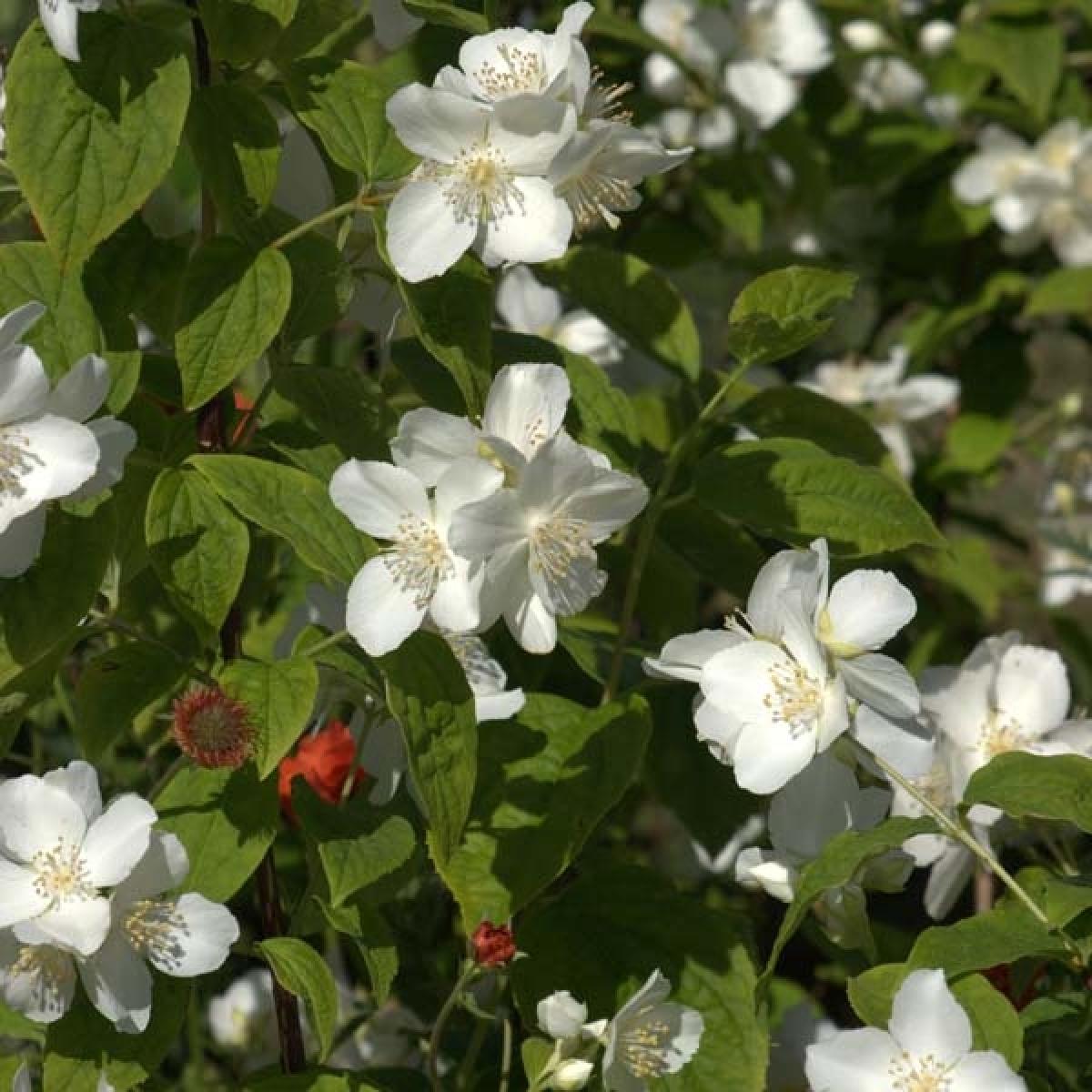 Philadelphus coronarius - Seringat des Jardins à fleurs blanches parfumées