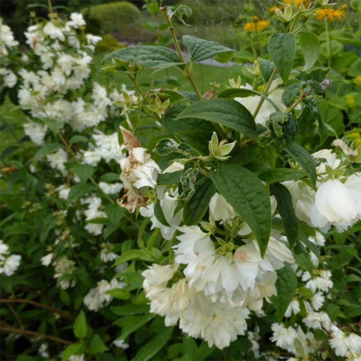 Philadelphus Snowbelle - Seringat compact, à fleurs doubles parfumées