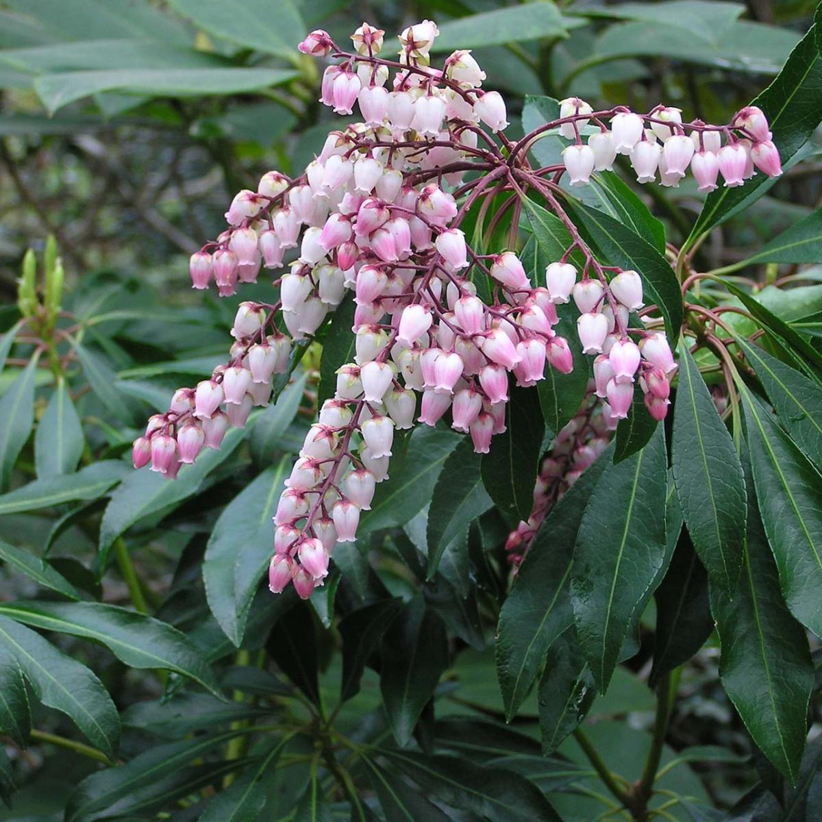 Pieris japonica Pink Passion - Andromède du Japon à clochettes roses