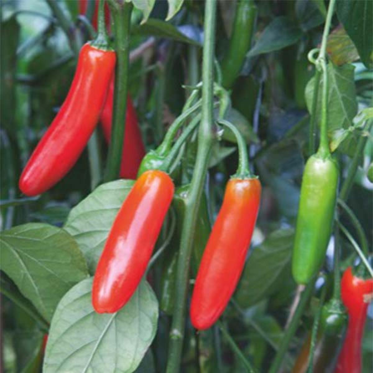 Piment Serrano - Capsicum annuum - Graines de Piment mexicain