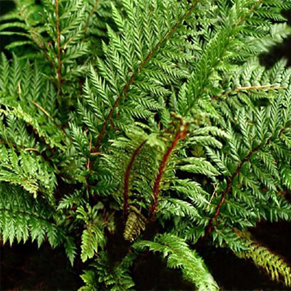 Polystichum Shiny Holy Fern - Polystic à feuille de houx - Fougère ...