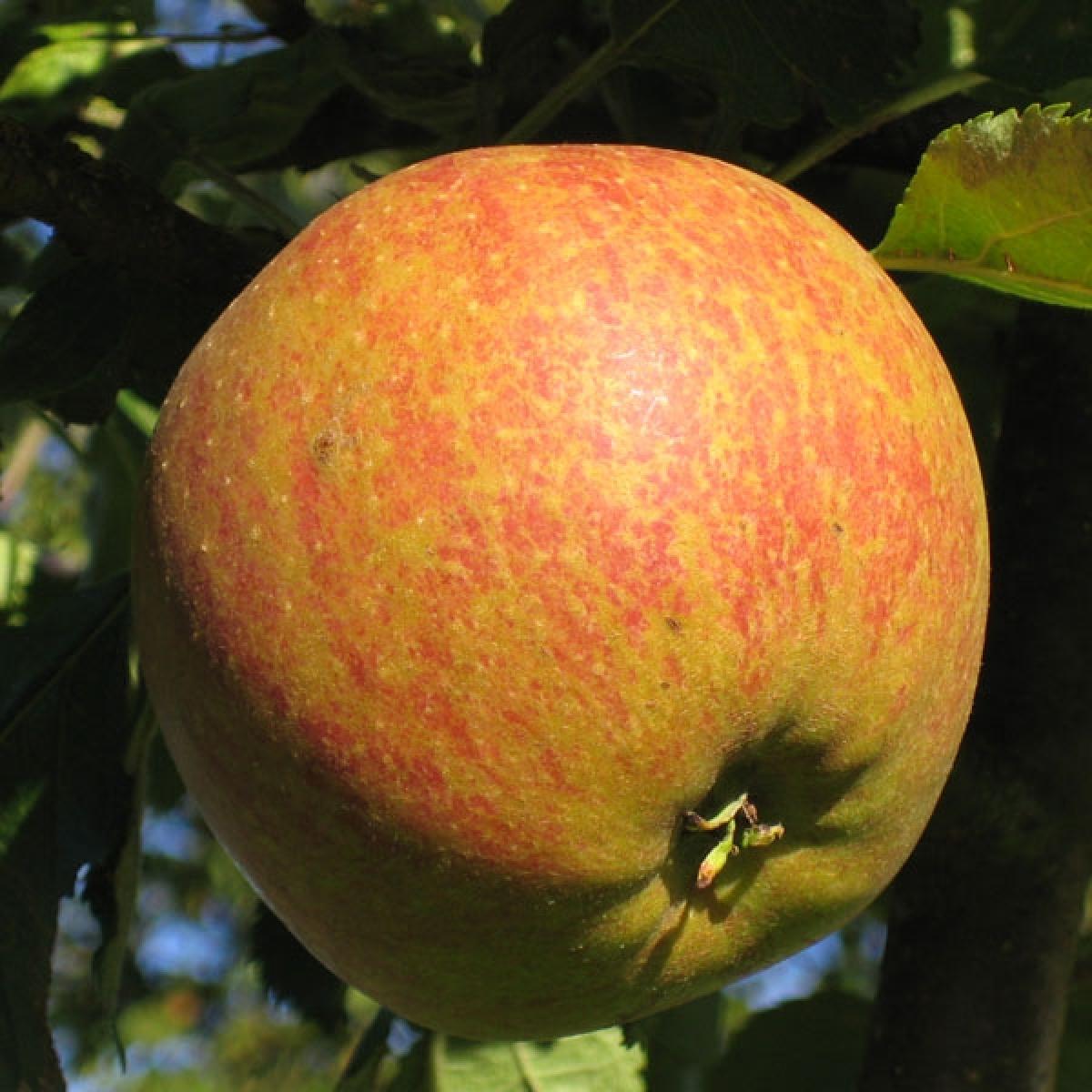 Pommier Cox Orange Pippin - Malus domestica – Excellente pomme