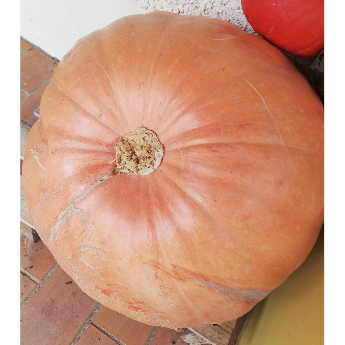 Potiron Atlantic Giant - Graines de courge (cucurbita maxima)
