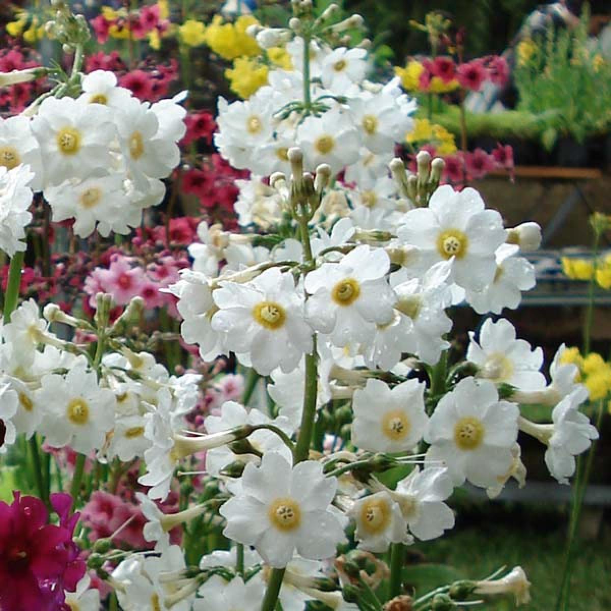 Primevère du Japon - Primula japonica alba - De jolies fleurs blanches ...