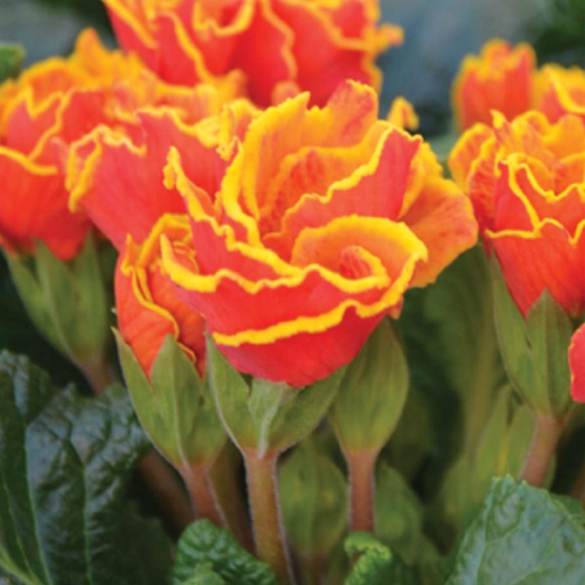 Primula vulgaris Flamenco Fire - Primevère des jardins à fleurs doubles ...