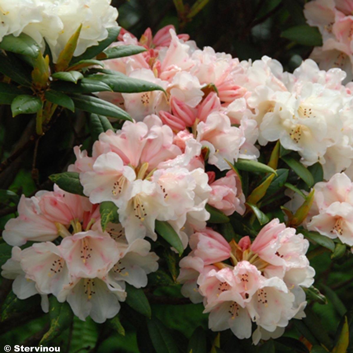 Rhododendron yakushimanum Grumpy – Arbuste nain persistant pastel