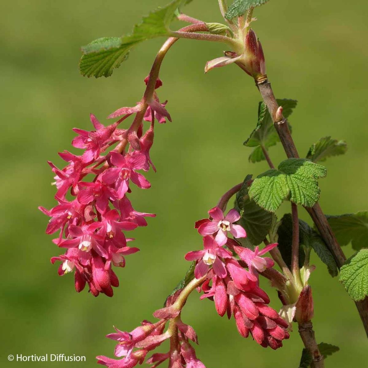 Ribes sanguineum Red Bross - Groseillier à fleurs rouge foncé, florifère