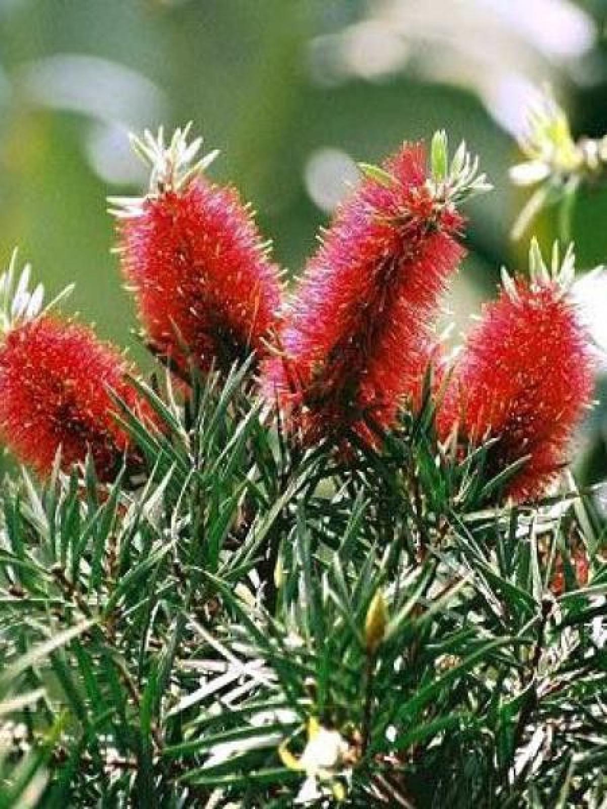 Callistemon rigidus - Rince-bouteille rustique à goupillons rouge pourpre