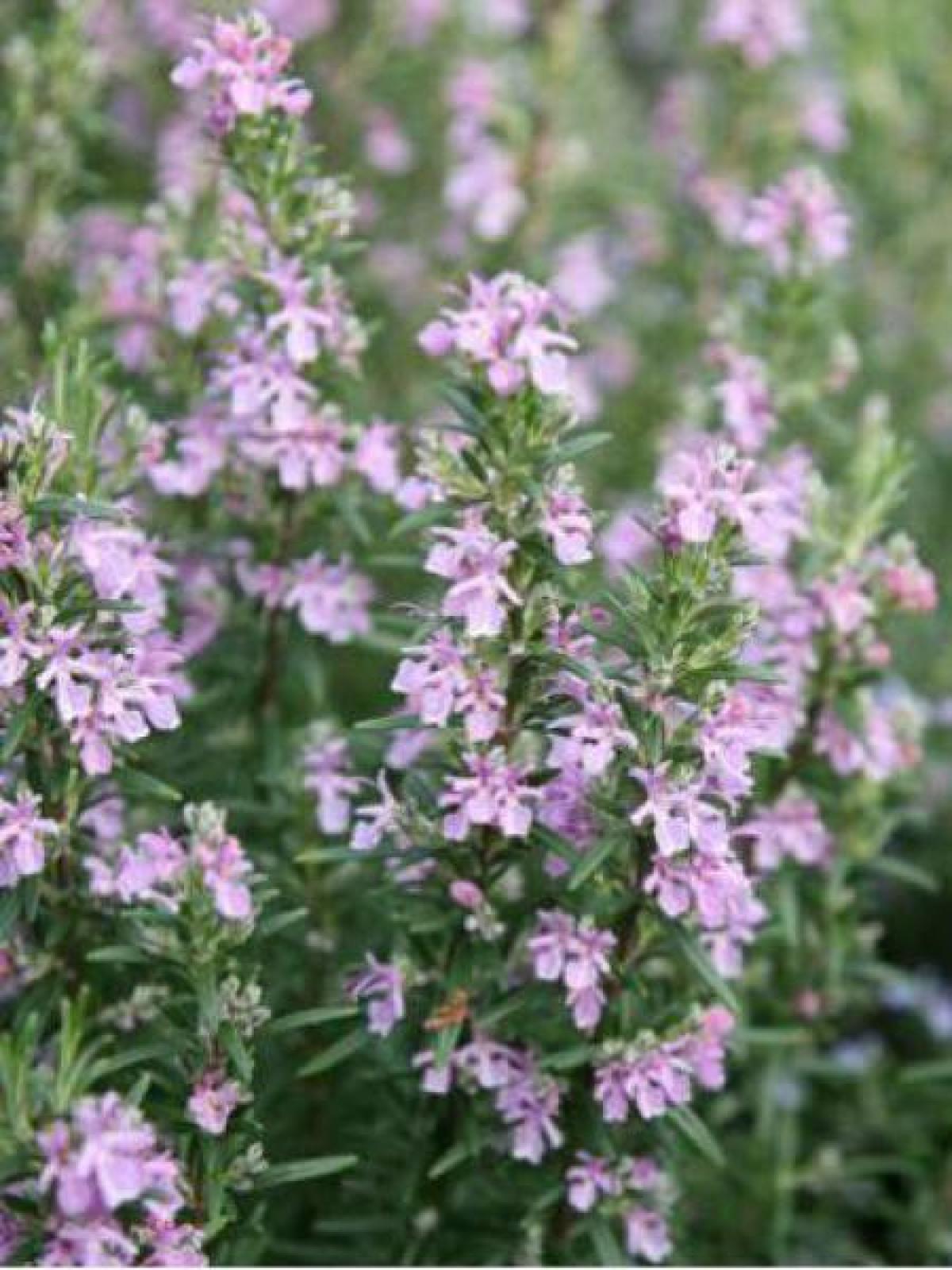 Romarin - Rosmarinus officinalis Majorca Pink à floraison rose