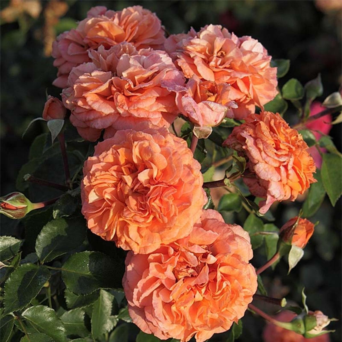 Rosier à fleurs groupées Orangerie - Roses doubles, orange intense ...