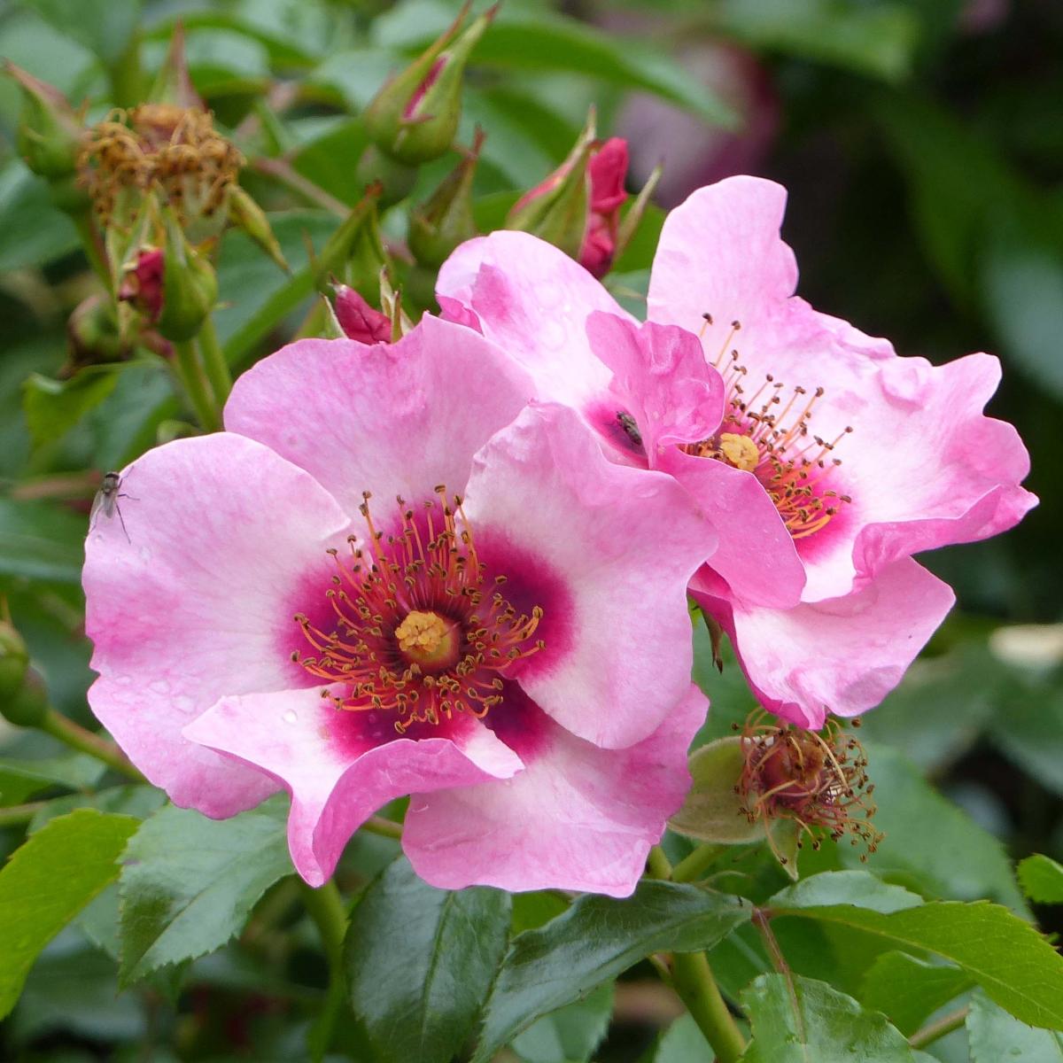 Rosa (x) persica Peace and Love (Chewsumsigns) - Rosa Bright as a ...