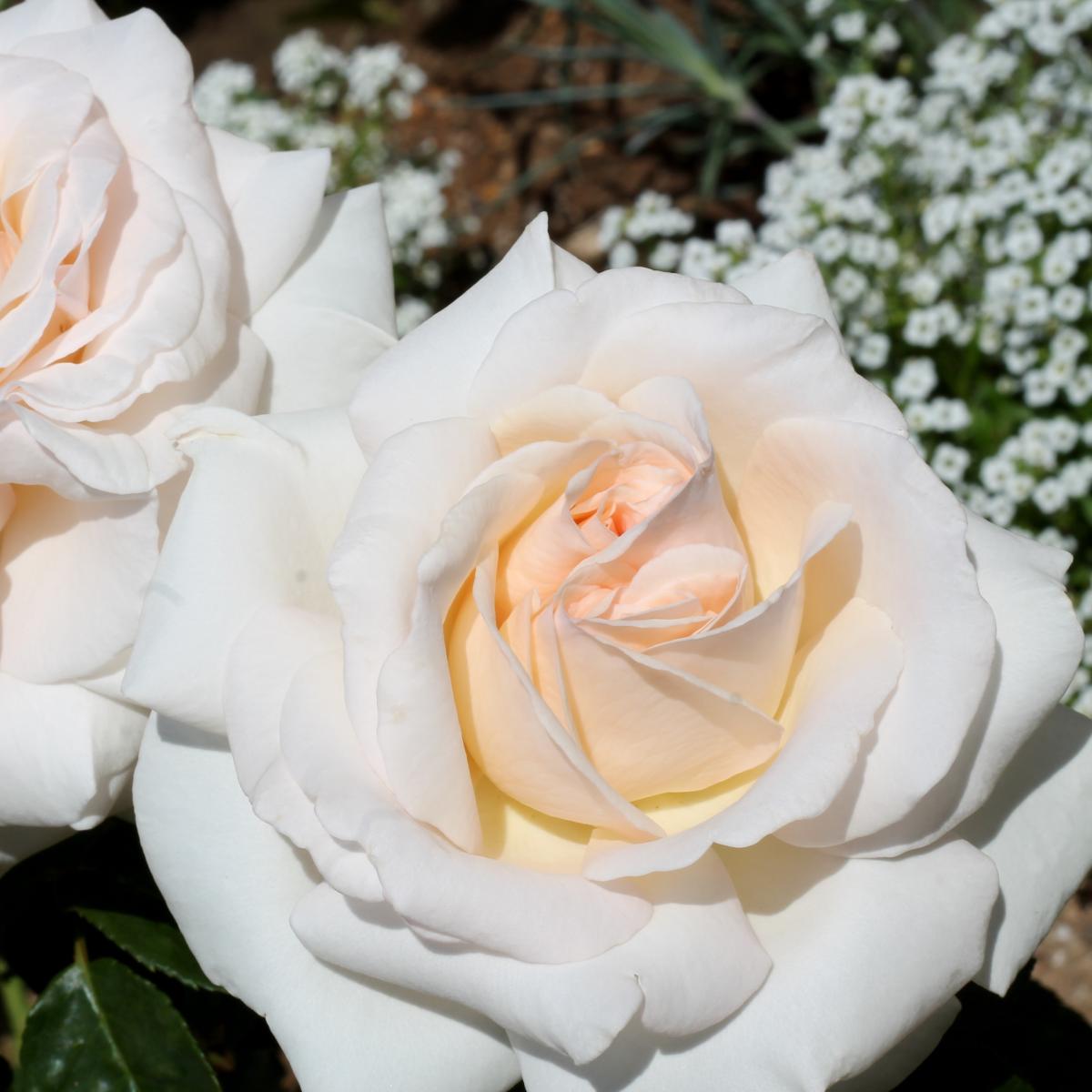 Rosa Prince Jardinier - Rosier à grandes fleurs, très sain, offrant de ...