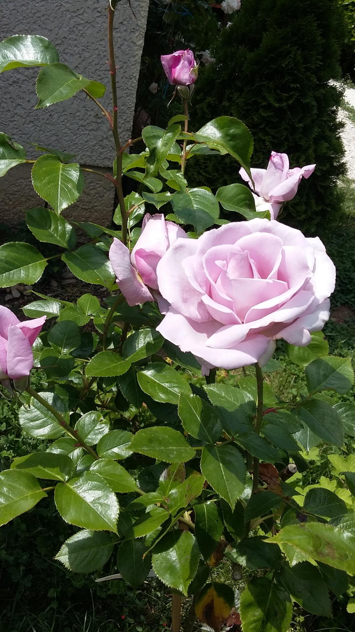 Rosier Rose Synactif by Shiseido - Grandes fleurs mauve lilas, doubles ...