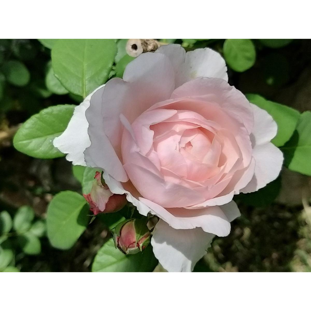 Rosa Eustacia Vye - Rose anglaise David Austin à fleurs doubles rose ...