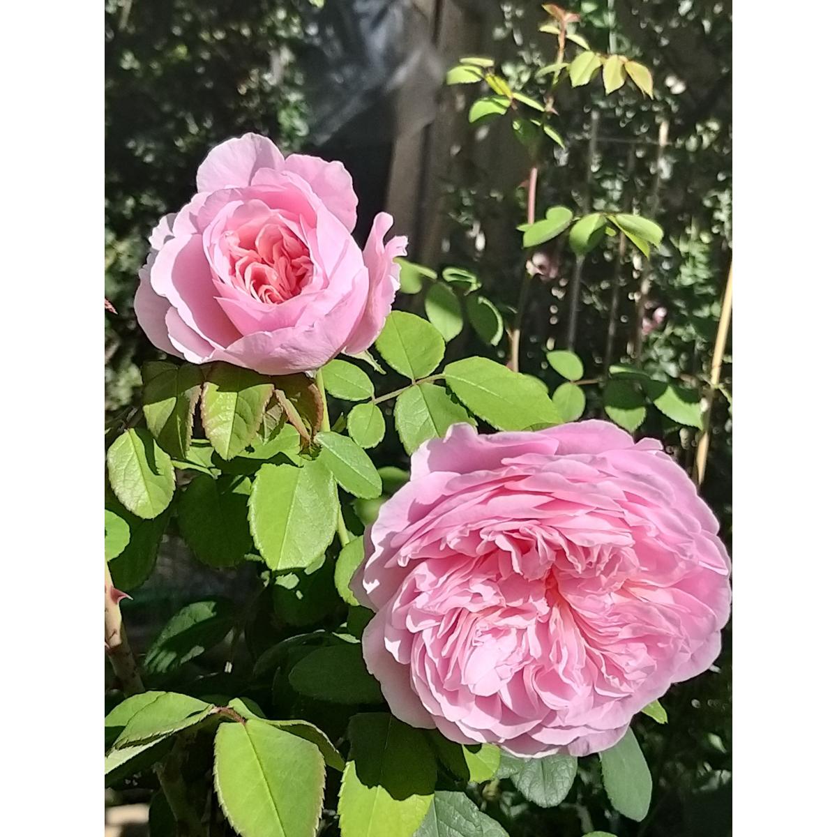 Rosa Eustacia Vye - Rose anglaise David Austin à fleurs doubles rose ...