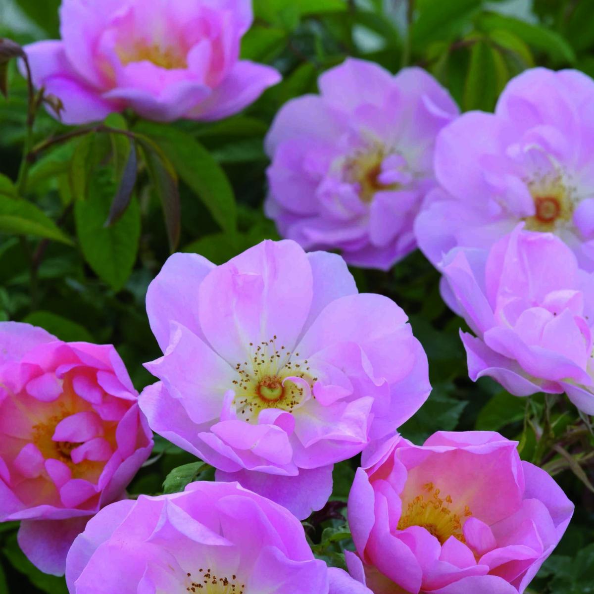 Rosa The Lady's Blush® - Ausoscar - Rose anglaise David Austin - Fleurs ...