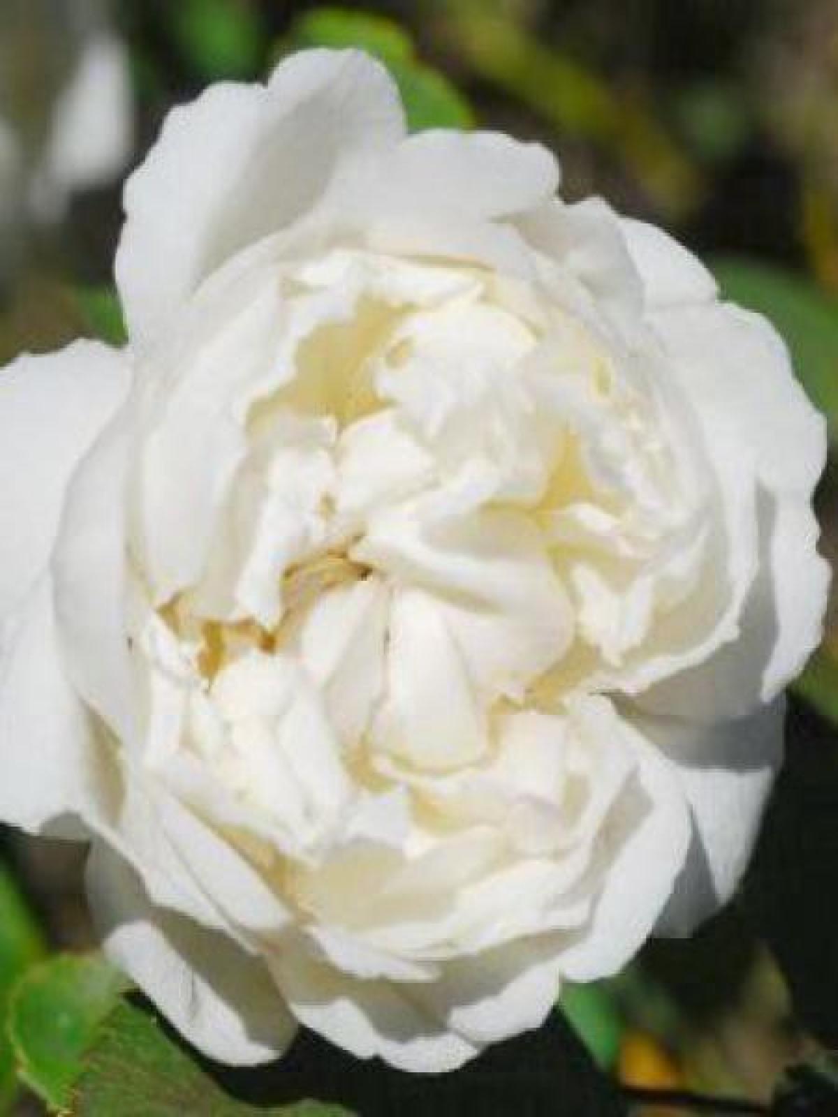 Rosa Winchester Cathedral Auscat - Rose anglaise David Austin aux ...